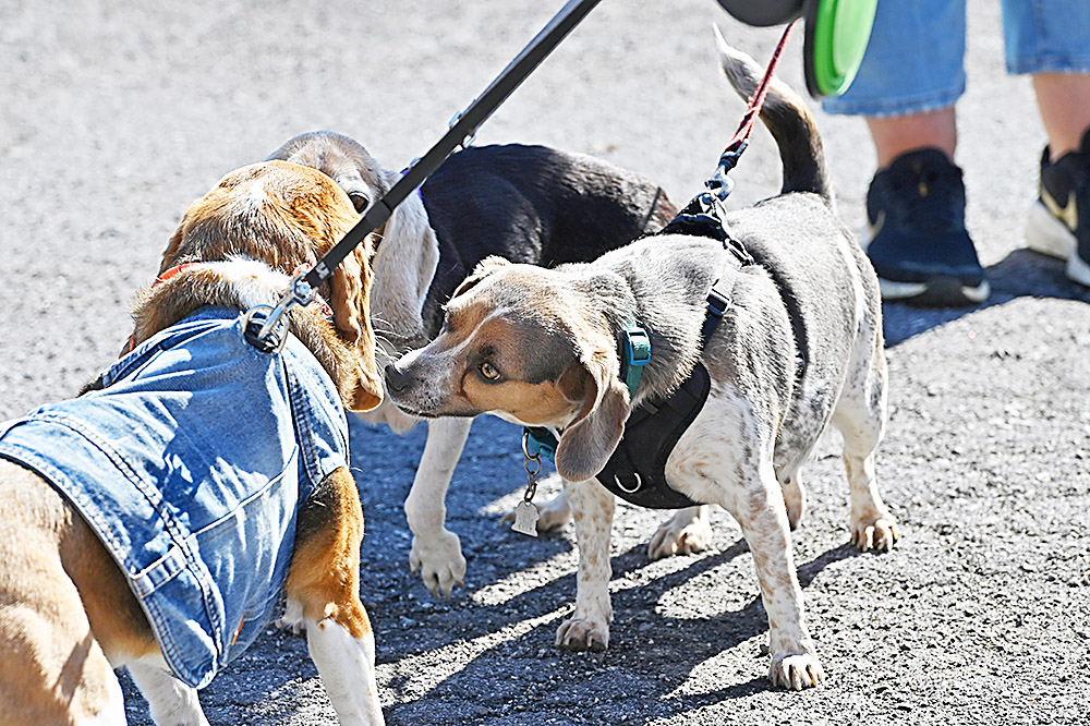 All God’s creatures: Pets receive special blessing for feast day of St ...